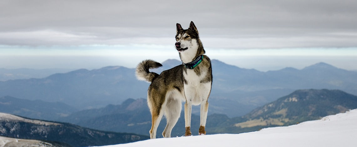 MUSH Barf foder til hunde og katte – Petlux.dk