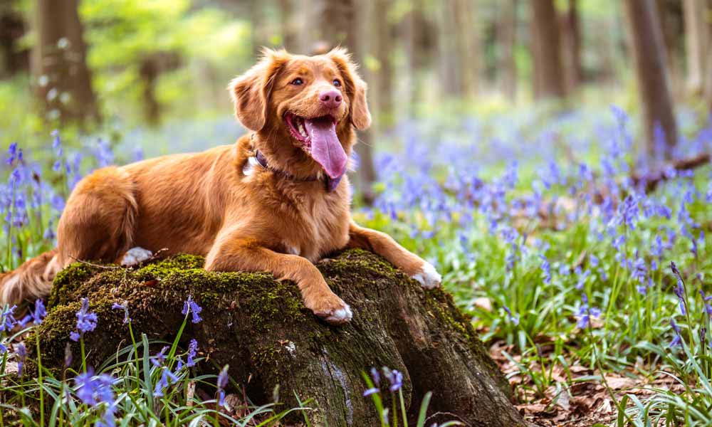 Fjern flåter på din hund | Alt, du skal vide, her